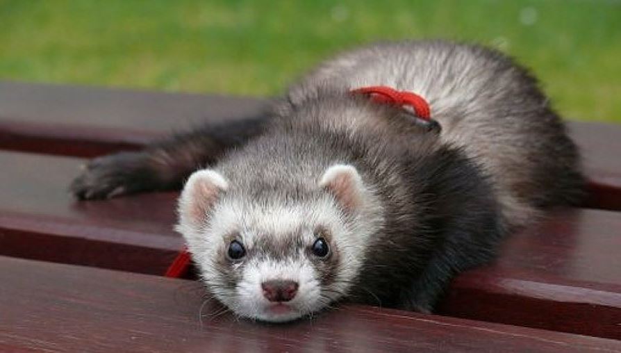 ¿QUE SON LOS HURONES? - Padrino Golfo