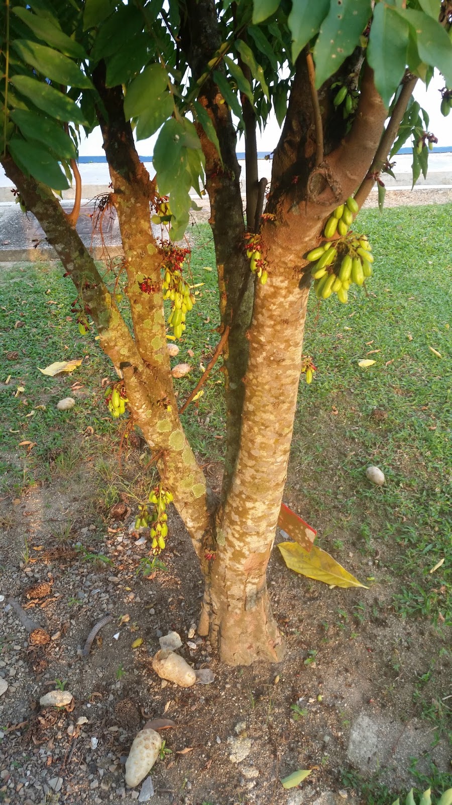 Warisan Petani: Pokok Belimbing Buluh.