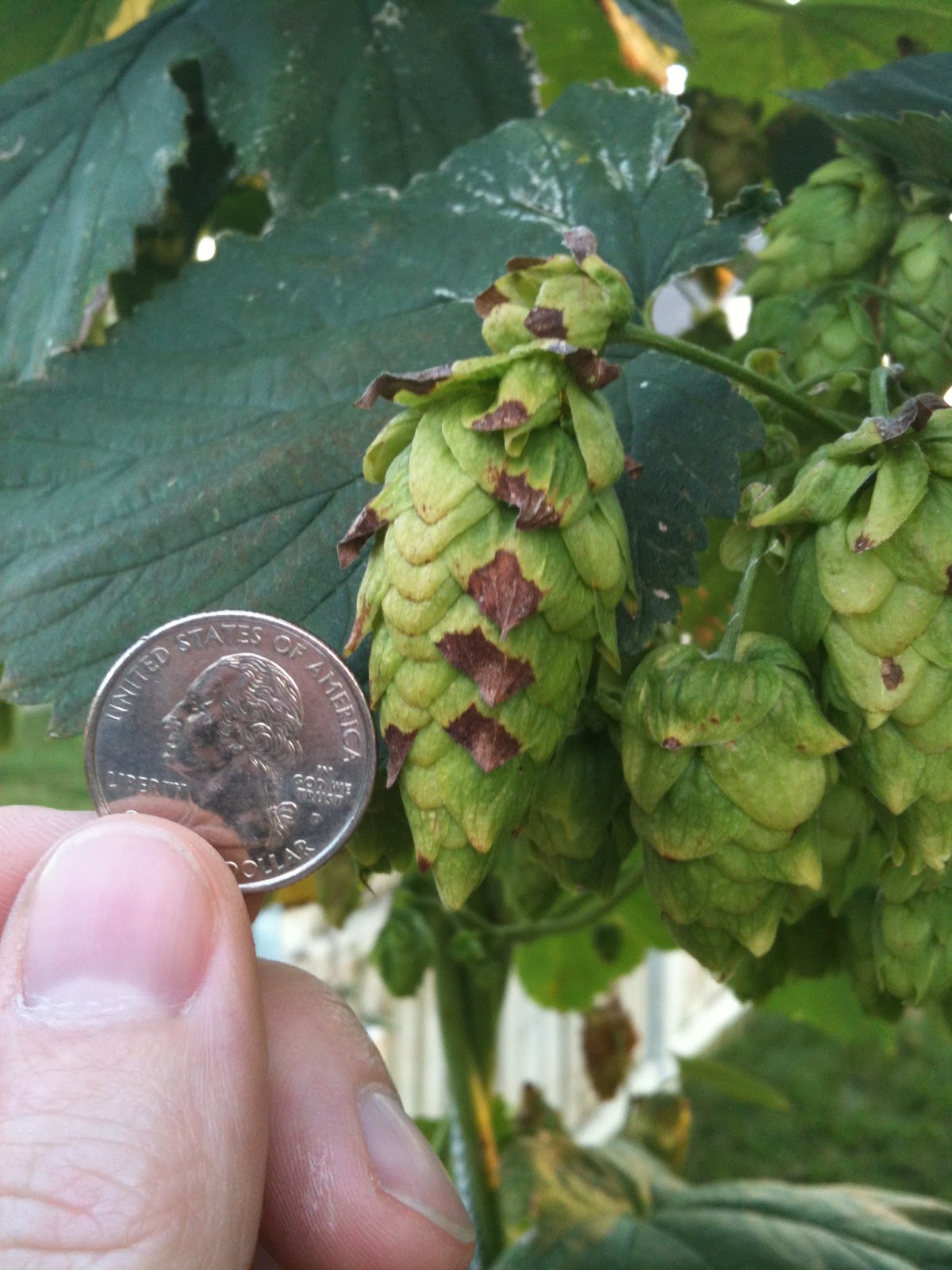 Indiana HOPS spot