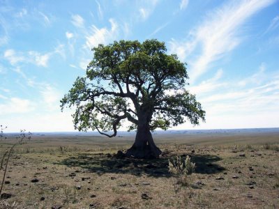 El GAUCHOGUACHO: El ombú