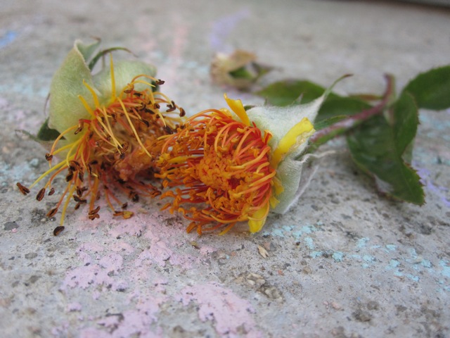 Fun Friday: Scented Flower Petal Potions - GoExploreNature.com