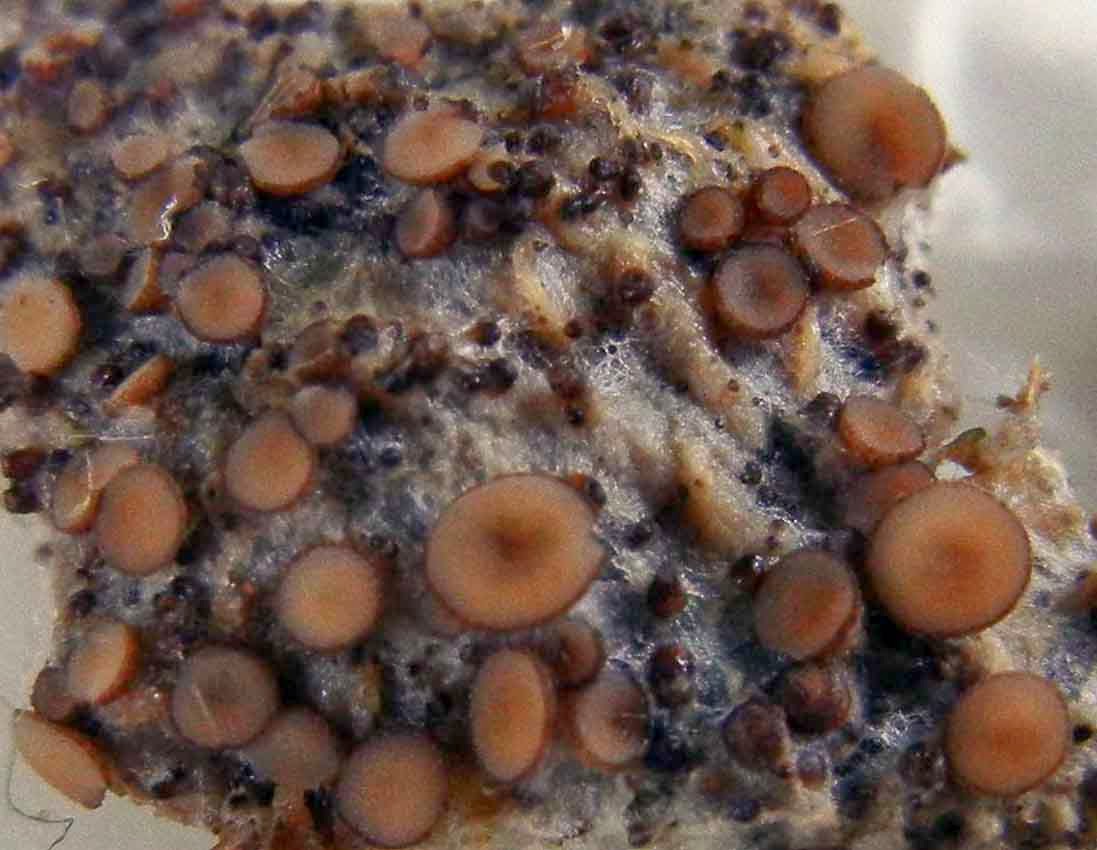 Weird and Wonderful Wild Mushrooms: A Poop & Scoop Ascomycete ...