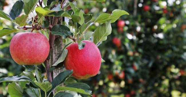 Sembrarán 25 mil hectáreas de árboles frutales para Durango ~ Mira tu ...