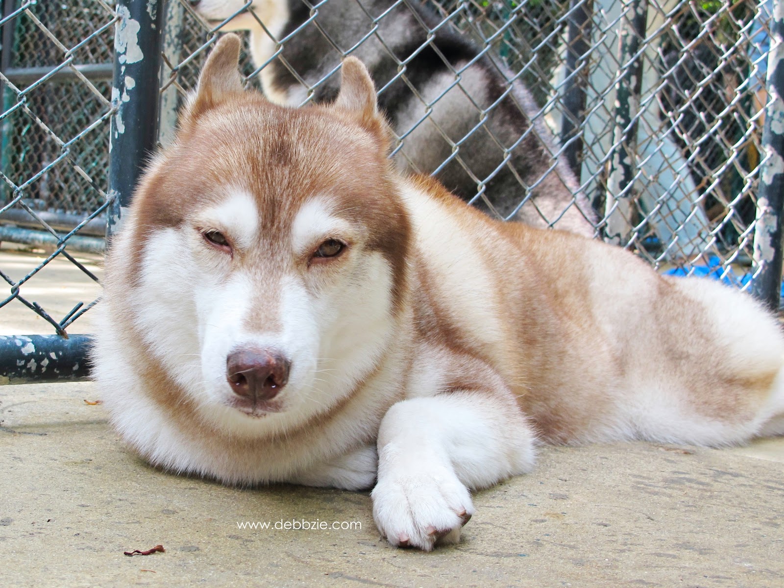 My Time Capsule: Thailand: True Love (Husky) Cafe In Bangkok