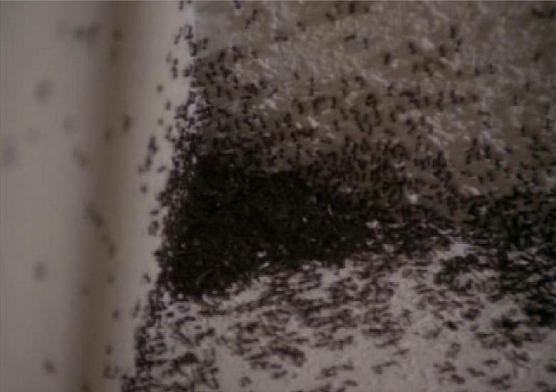 The Bloody Pit of Horror: Ants! (1977) (TV)