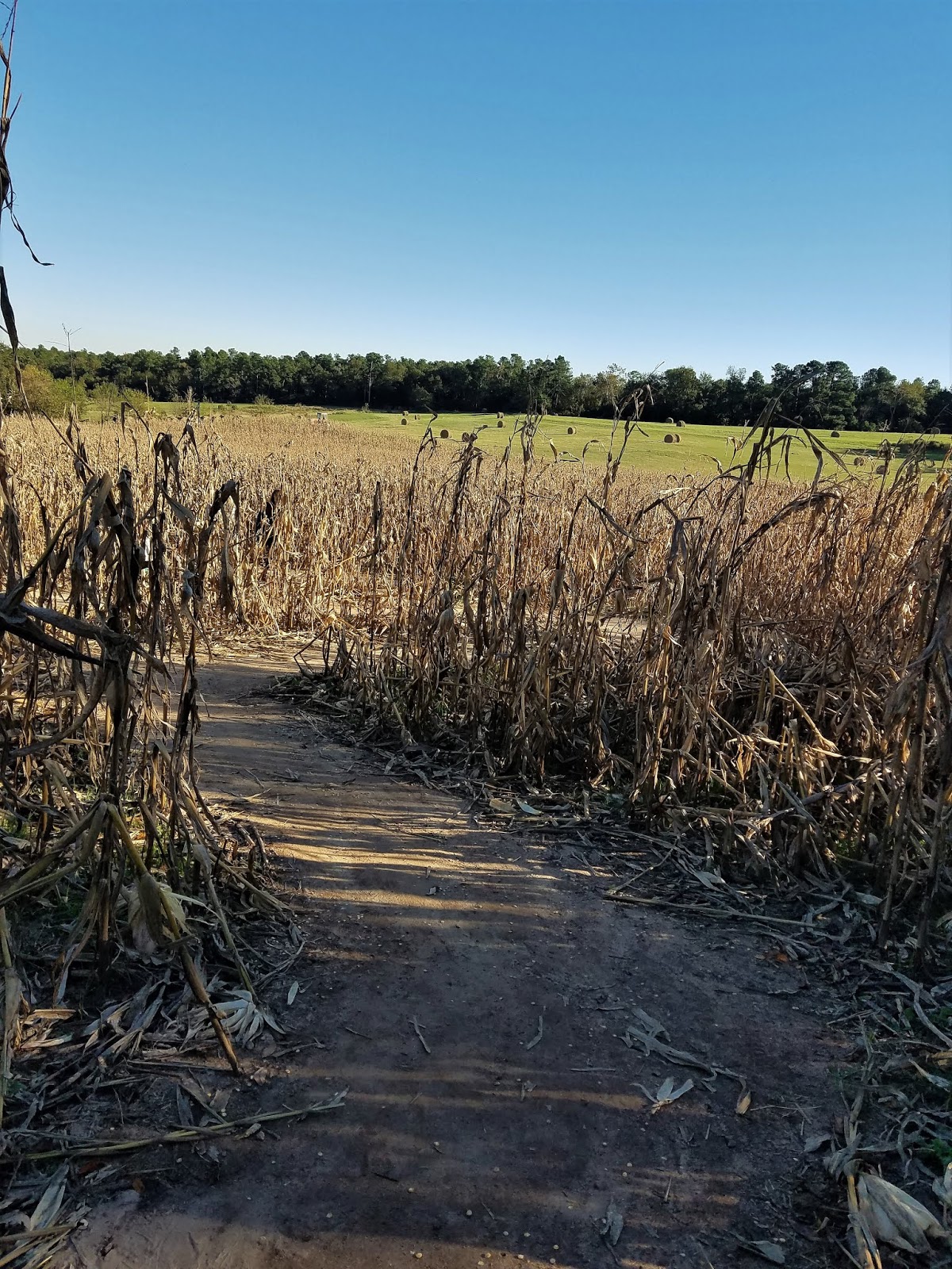 Another Mile Another Destination Blog: Steed’s Dairy Farm and The Corn ...