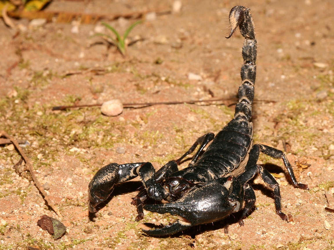 All About Animal Wildlife: Scorpion Facts and Photos