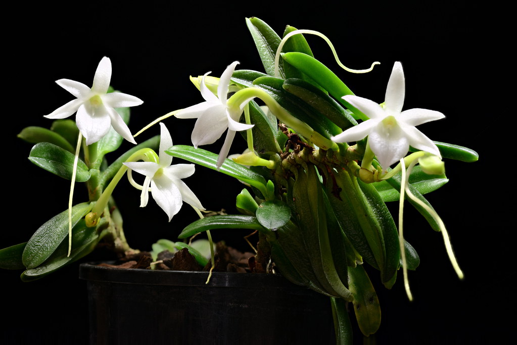 Angraecum equitans orchid plant care and culture | Travaldo's blog