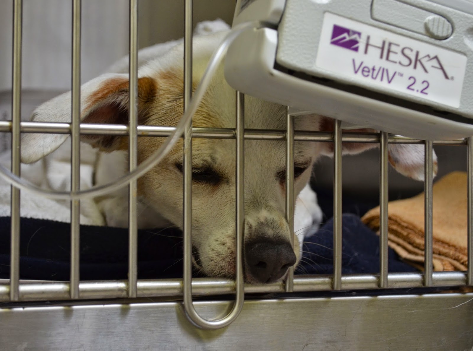 Heidi: The Dog Blog: SMILE - Post-Anesthesia Recovery