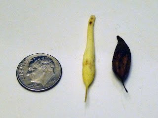 Wild Harvests: You want-a Yampa: an esoteric edible