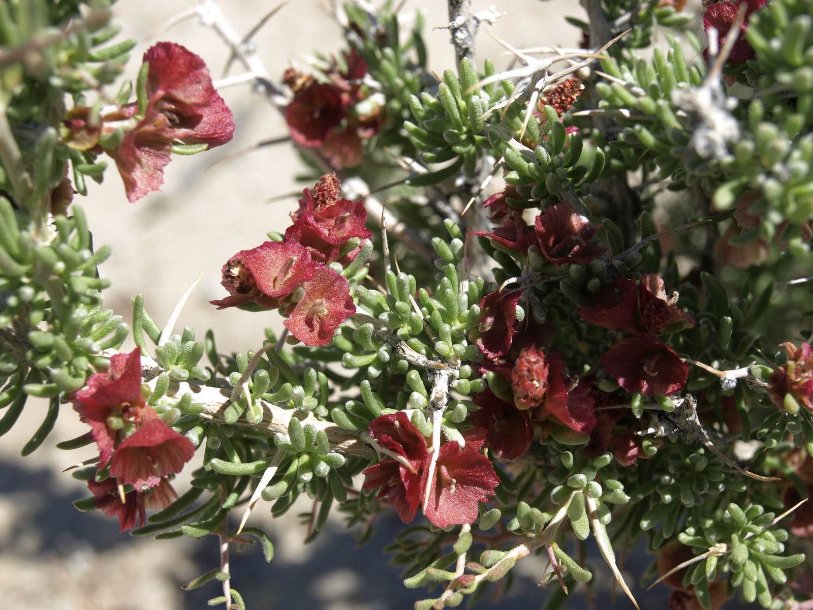 In the Company of Plants and Rocks: Bad Water, Sweet Water, and Greasewood