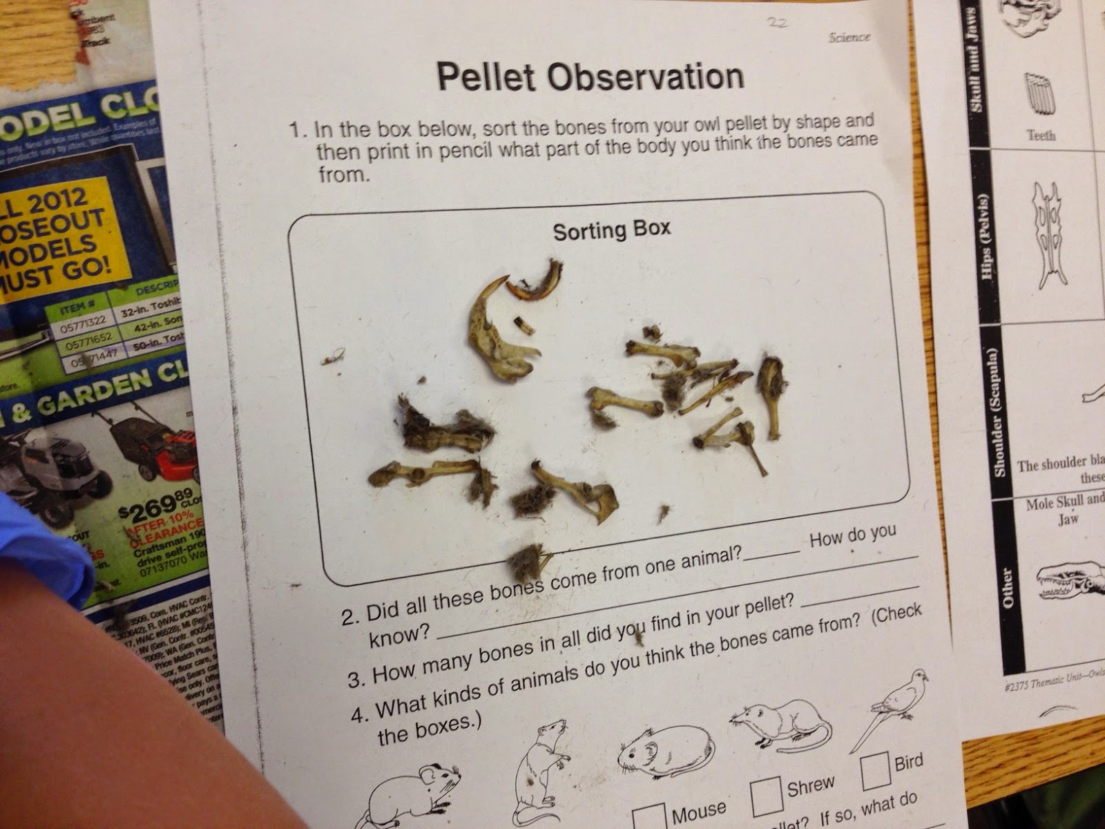 2H Class Blog!: Owl Pellet Dissection!