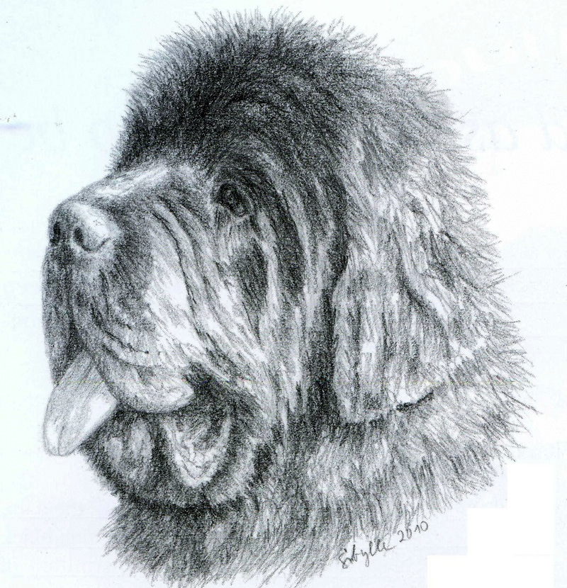 Meet The Karazans: Thick-Heads - What Has Happened To The Newfoundland ...