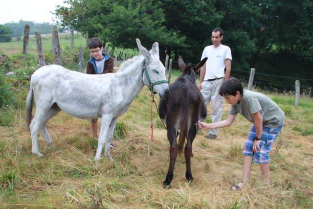 El Paraiso Del Burro: Caminando con Burros