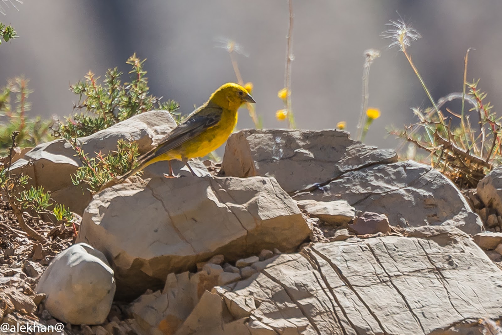 Pájaros, Pajarracos: Chirihue dorado