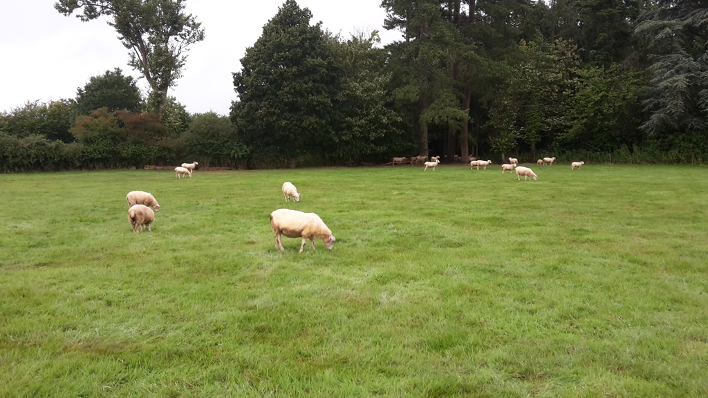 An English Homestead: Checking The Sheep In the Rain