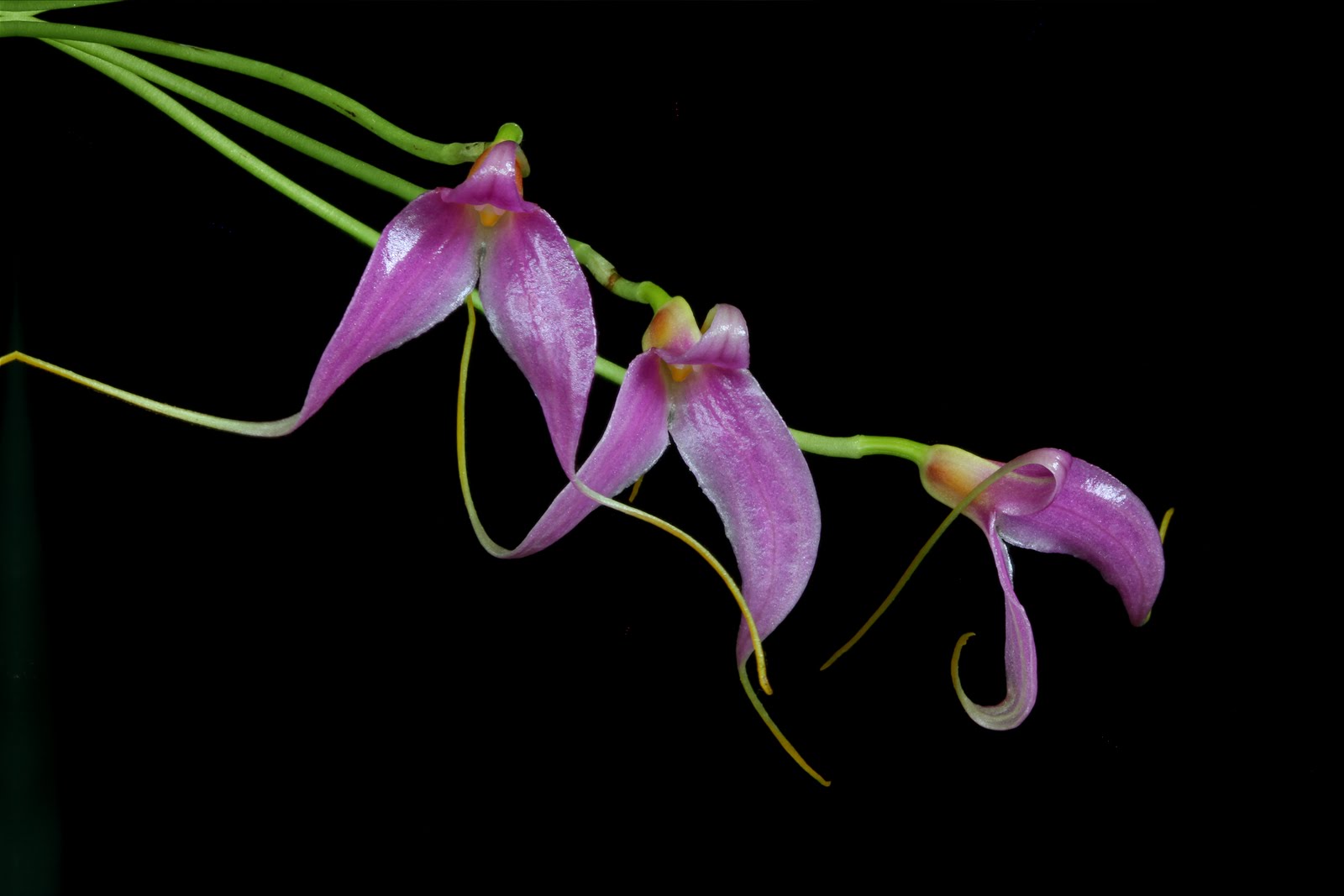 Masdevallia lamprotyria | Orchids | Orchid Flowers