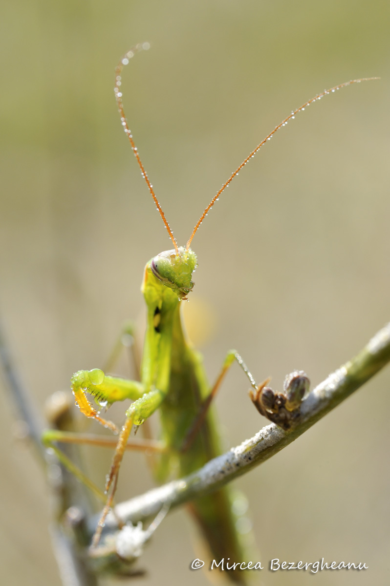 Calugarita - Mantis religiosa