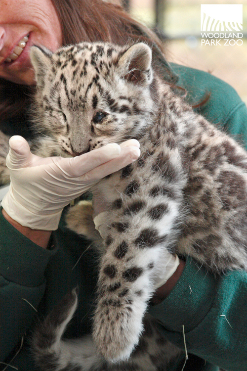 Snow leopard cubs under veterinary care