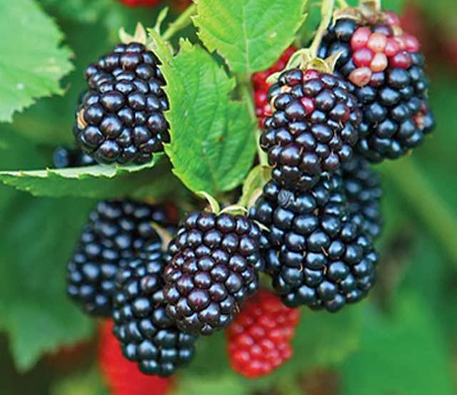 X - Légumes et fruitiers: les mûres - muriers