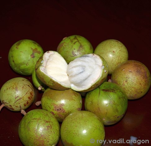 kaimito, star apple milky summer delight ~ PINAKBET REPUBLIC