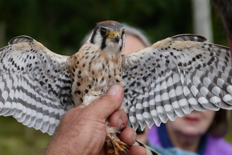 Connecticut Audubon Society: Trout Brook Valley hawk walk 9/22