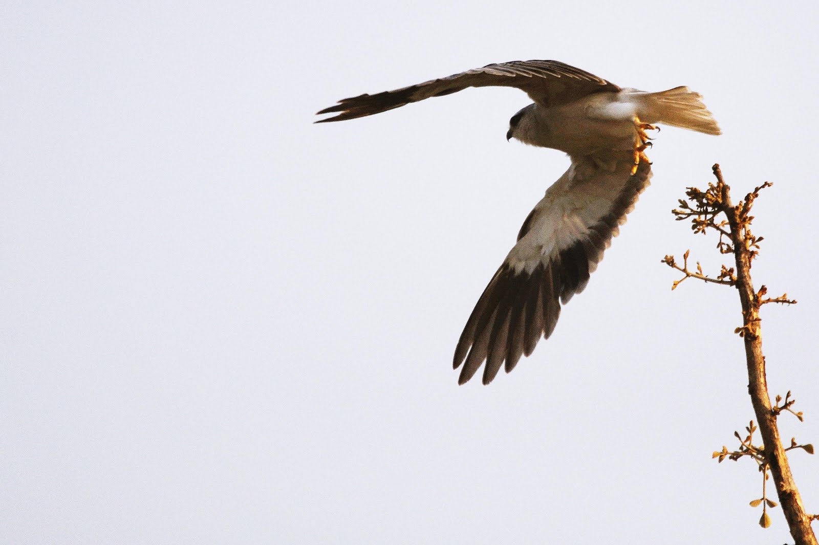 Zunka Bhakri......: On trail of Tiger @ Tadoba-Kolsa