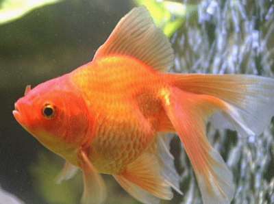 O incrivel mundo da aquariofilia: A escolha do Peixe