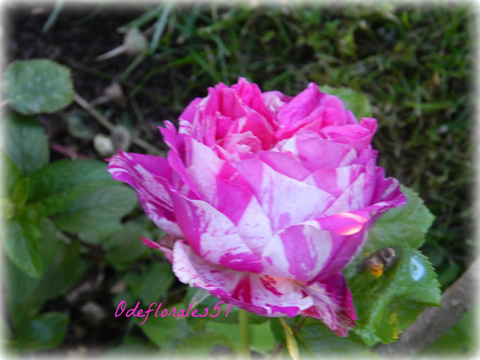 Beautés Florales : Rosier Ines SASTRE