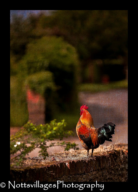 Notts Villages: Scarrington