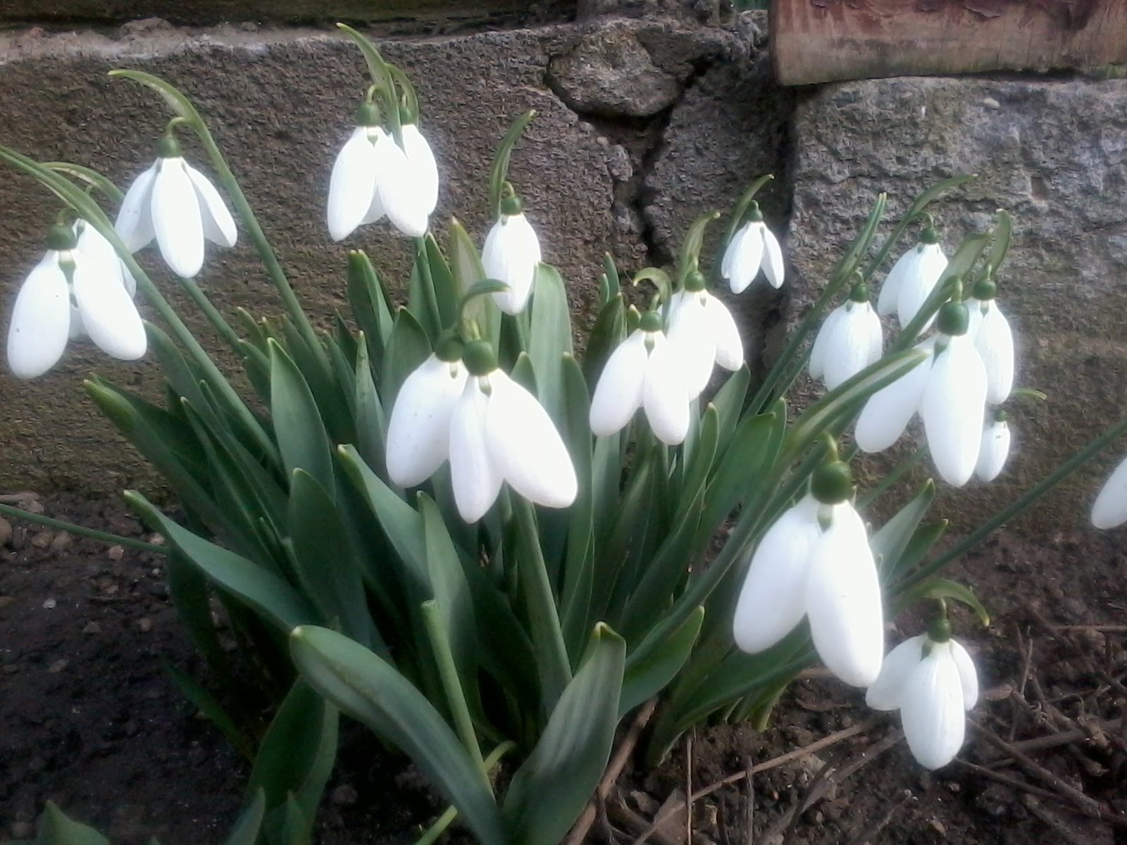 Poze Imagini Desktop: Wallpaper ghiocei de primavara pentru desktop