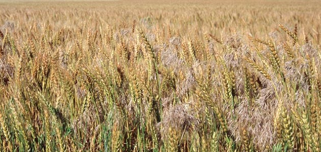 De todos los días: La cuestión de la cizaña