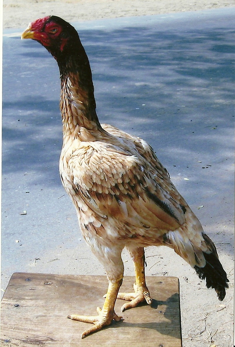 KING GHAZI: Indian Asil