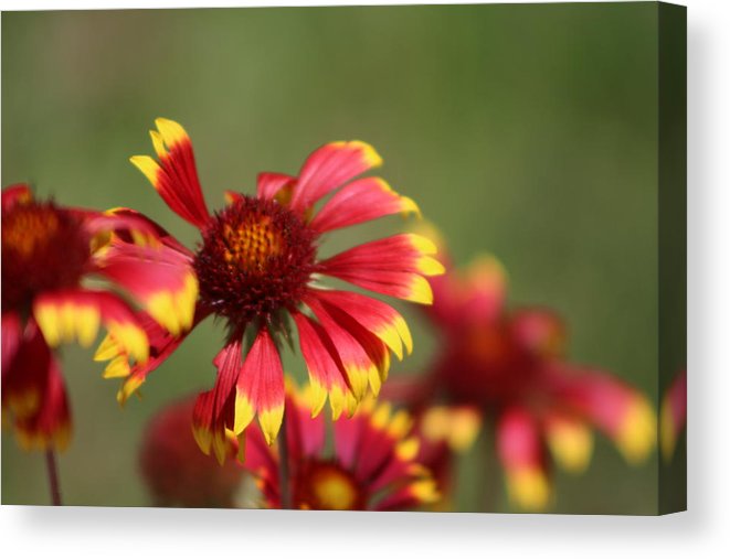 Lemon Yellow & Candy Apple Red Coneflower - Photography by Colleen ...