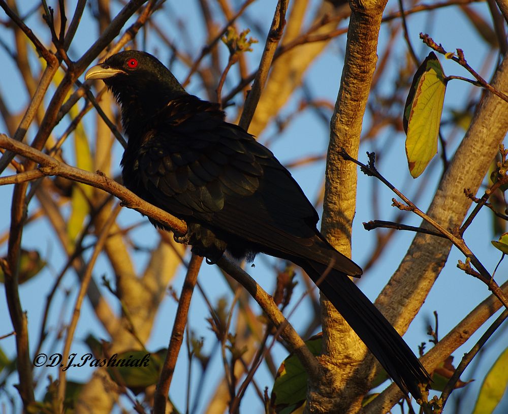 Sandy Straits and Beyond: Common Koel