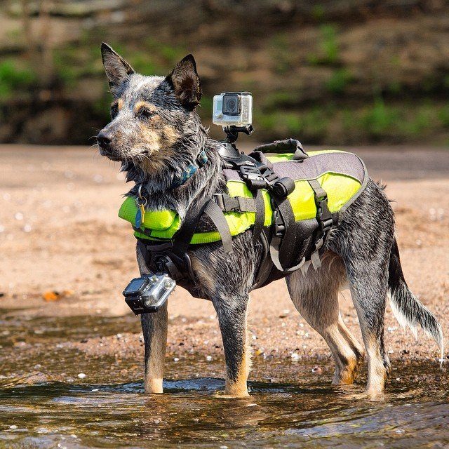 10 Best Tech Gadgets for Dogs | Australian Dog Lover