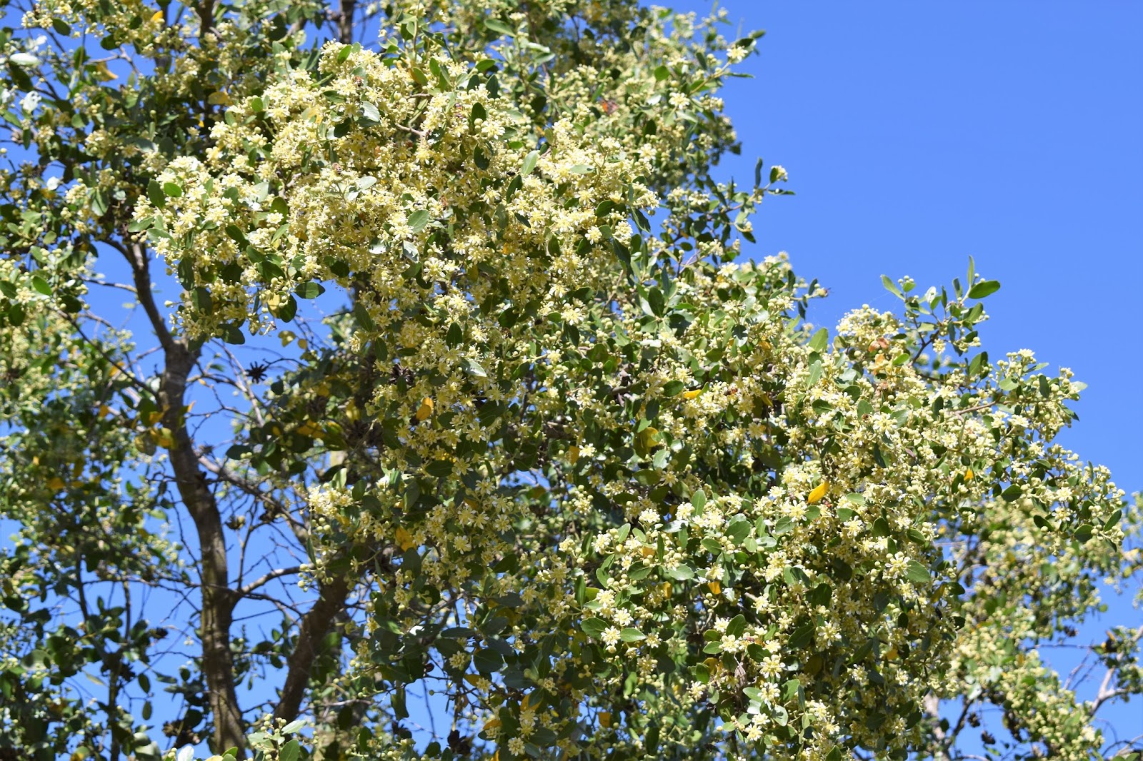 Fernando Ruz: Plantas nativas de Chile: Quillay, küllay, Quillaja saponaria