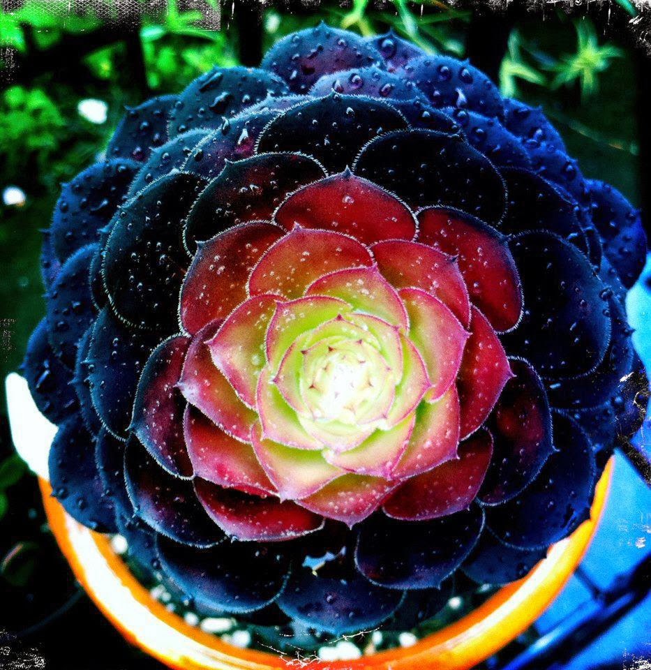 Biologia-Vida: FLOR SAIÃO-NEGRA / BLACK FLOWER (AEONIUM ‘CYCLOPS’)