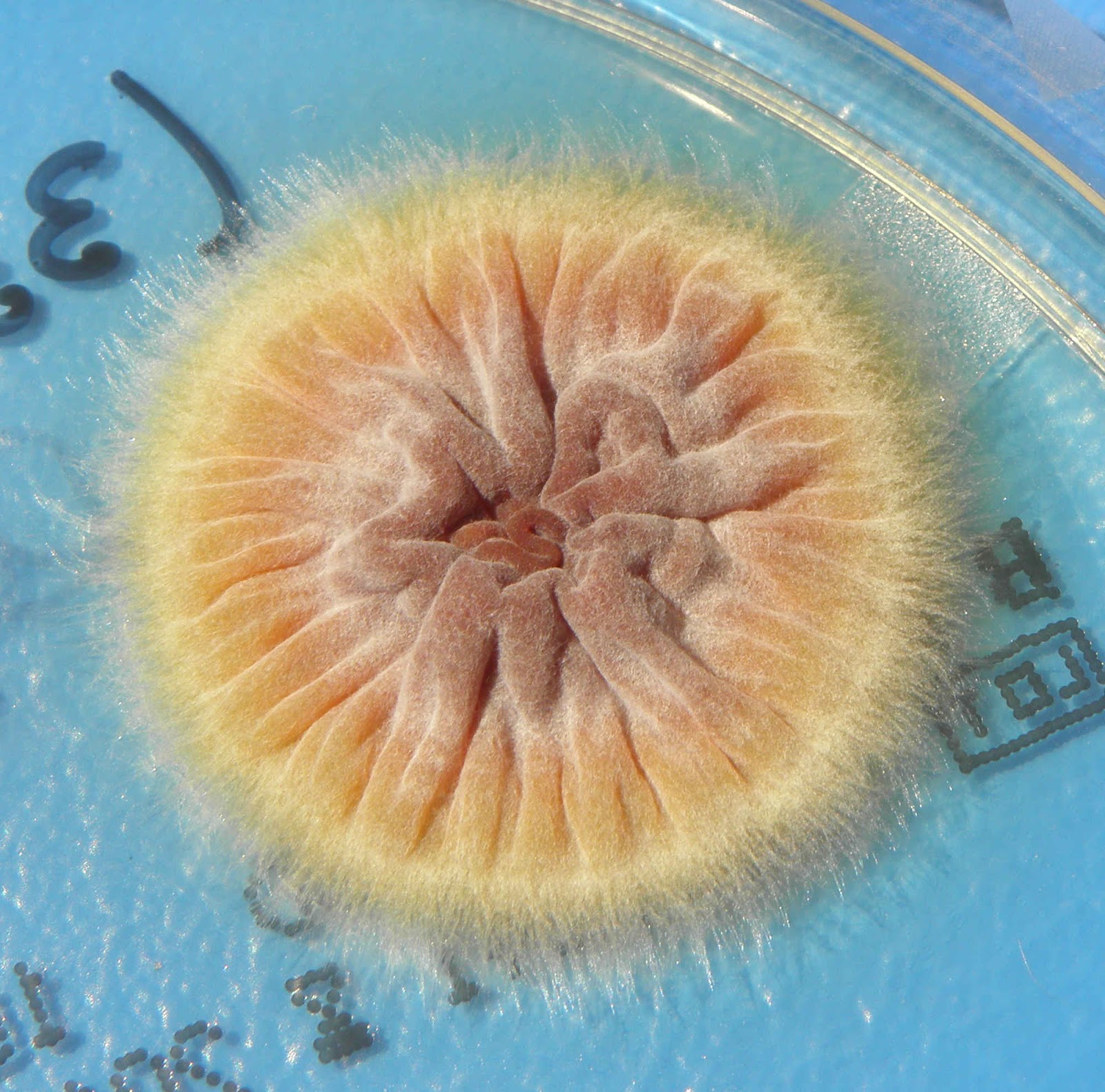 ATLAS MICOLOGIA: TRICHOPHYTON SOUDANENSE