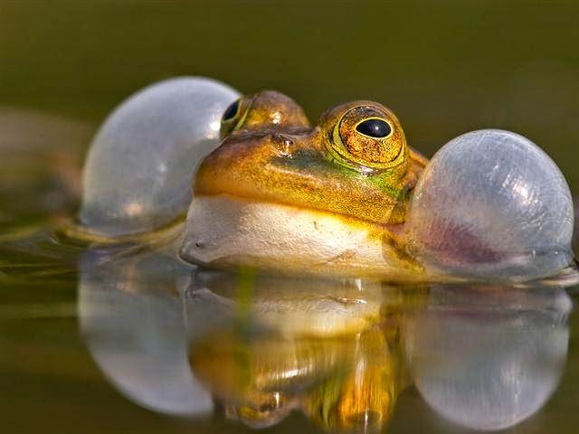 Imagenes de sapos y ranas: Imagenes de sapos y ranas: sapo croando [30 ...