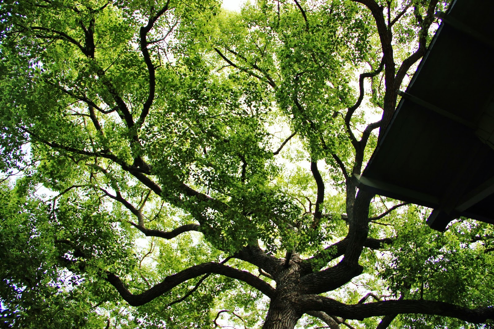 A Very Good Life: South Pasadena is Beautiful~ Part V ~ Timeless Craftsman