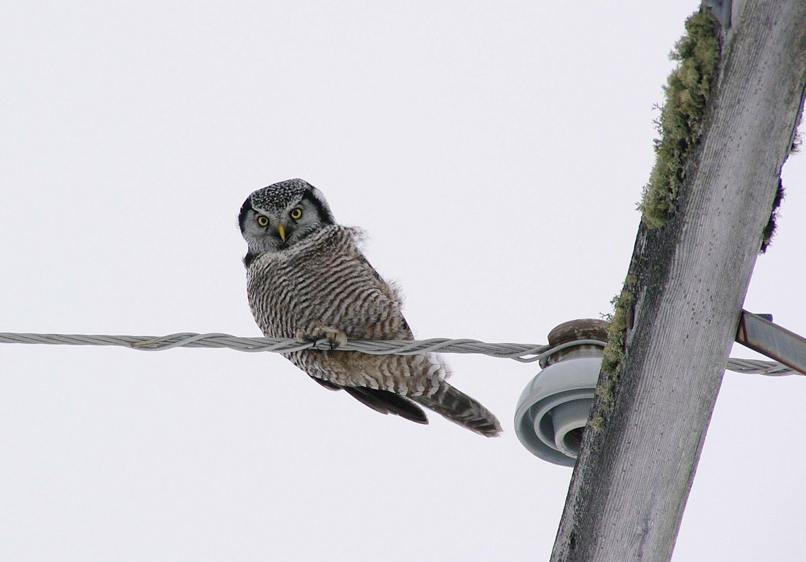 Bev's Nature Blog: Northern Hawk Owl