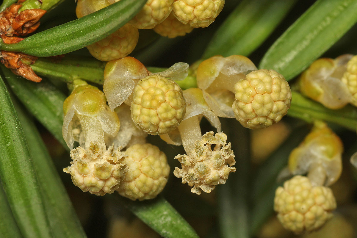 Gower Wildlife: Evergreens close-up