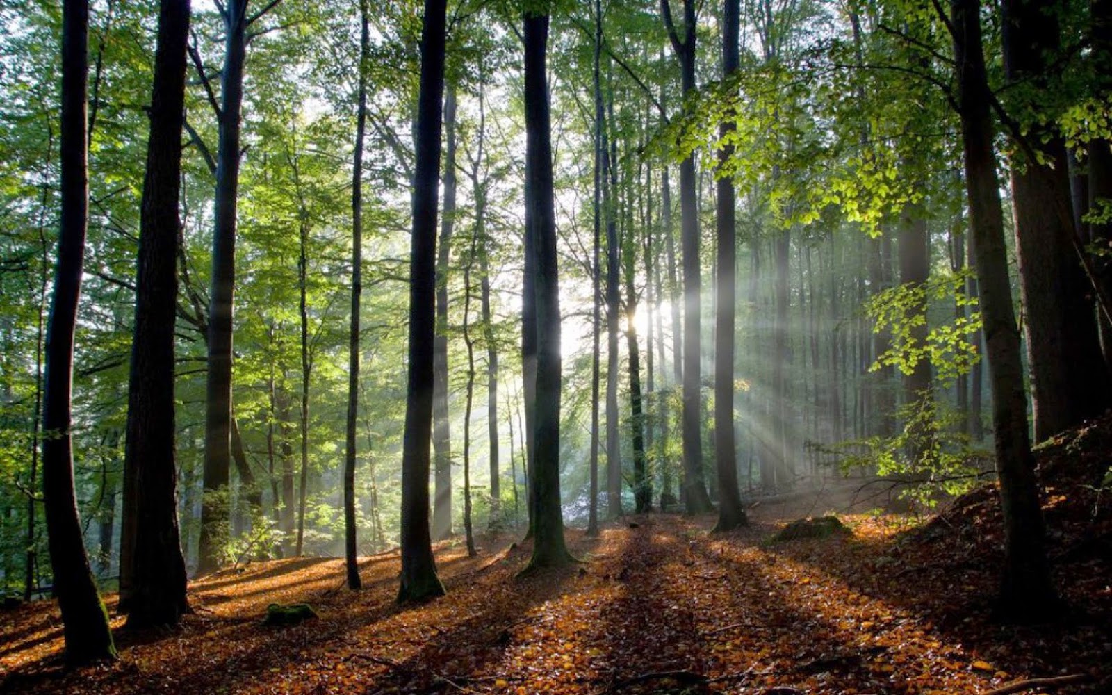 Ewallpics: 100 Amazing Forest Wallpapers
