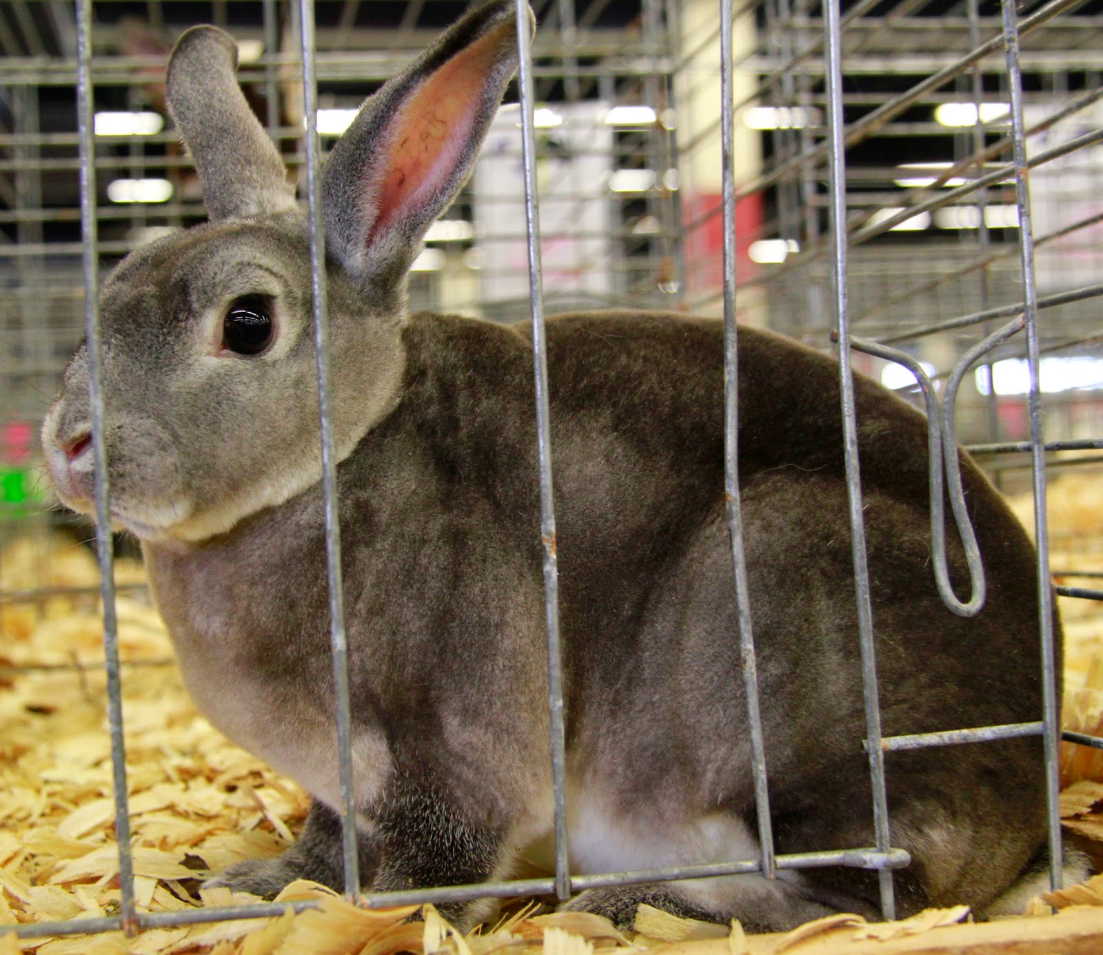 British Mini Rex at ARBA: BMRC - Texas - October/November 2014