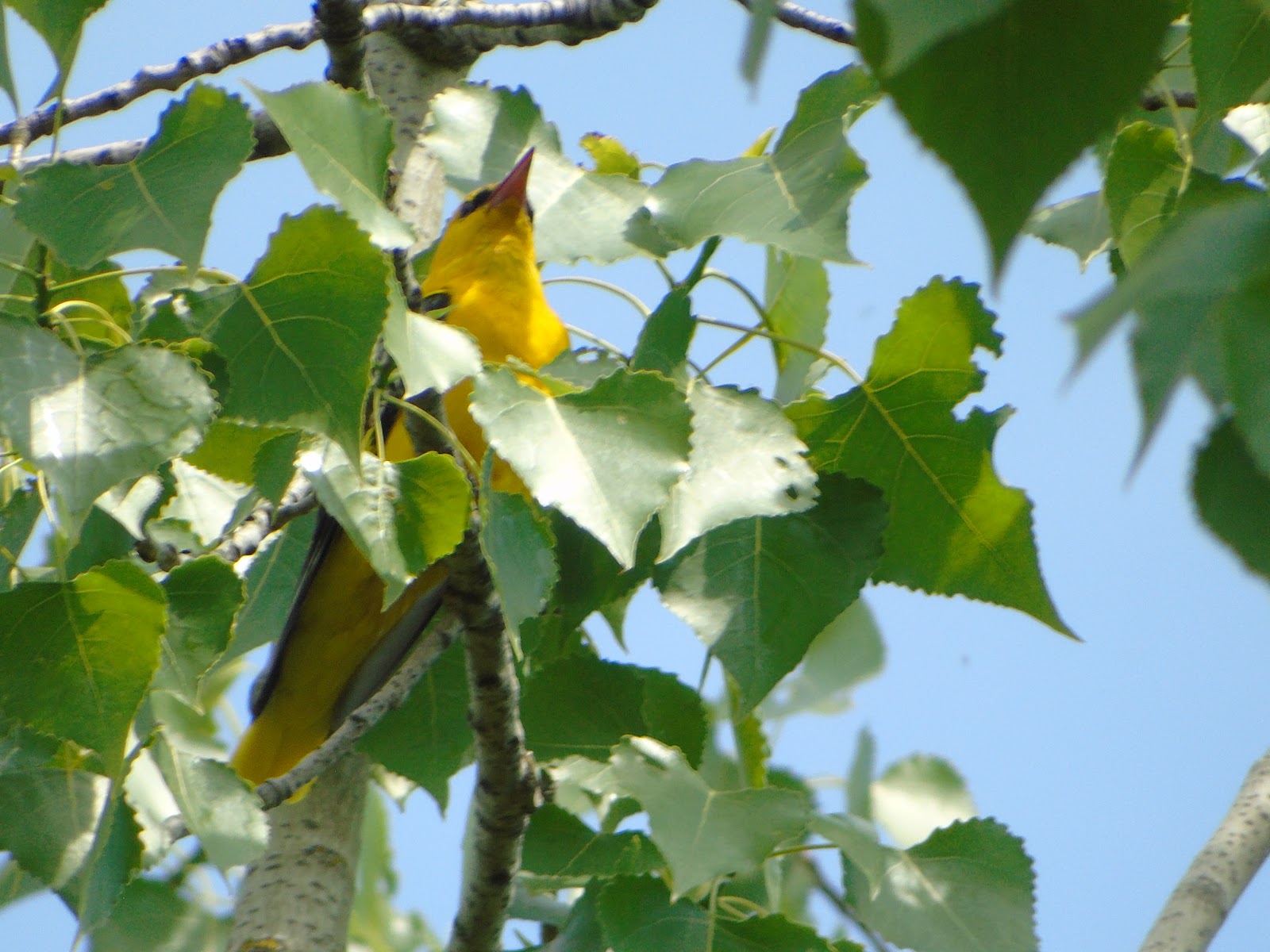 PASARI DIN ROMANIA: GRANGUR, Oriolus oriolus