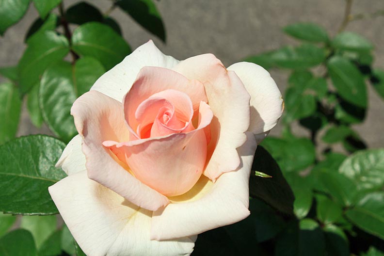 JOYFUL REFLECTIONS: Individual Roses in our yard 2011--Part I