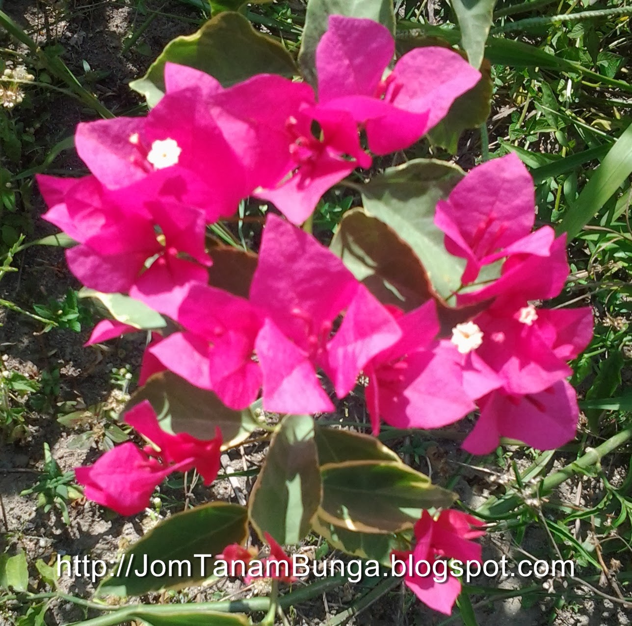 JENIS-JENIS BUNGA: Bunga Pun Turut Gembira