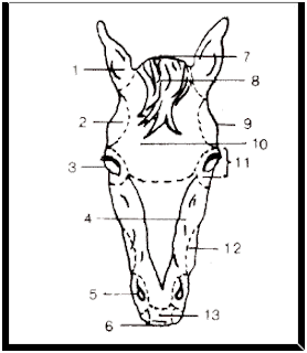 BERRANTEIRO CEZAR: Anatomia do cavalo