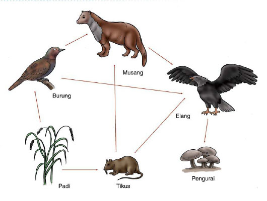 INTERAKSI MAKHLUK HIDUP DENGAN LINGKUNGAN: Bentuk-bentuk saling ...